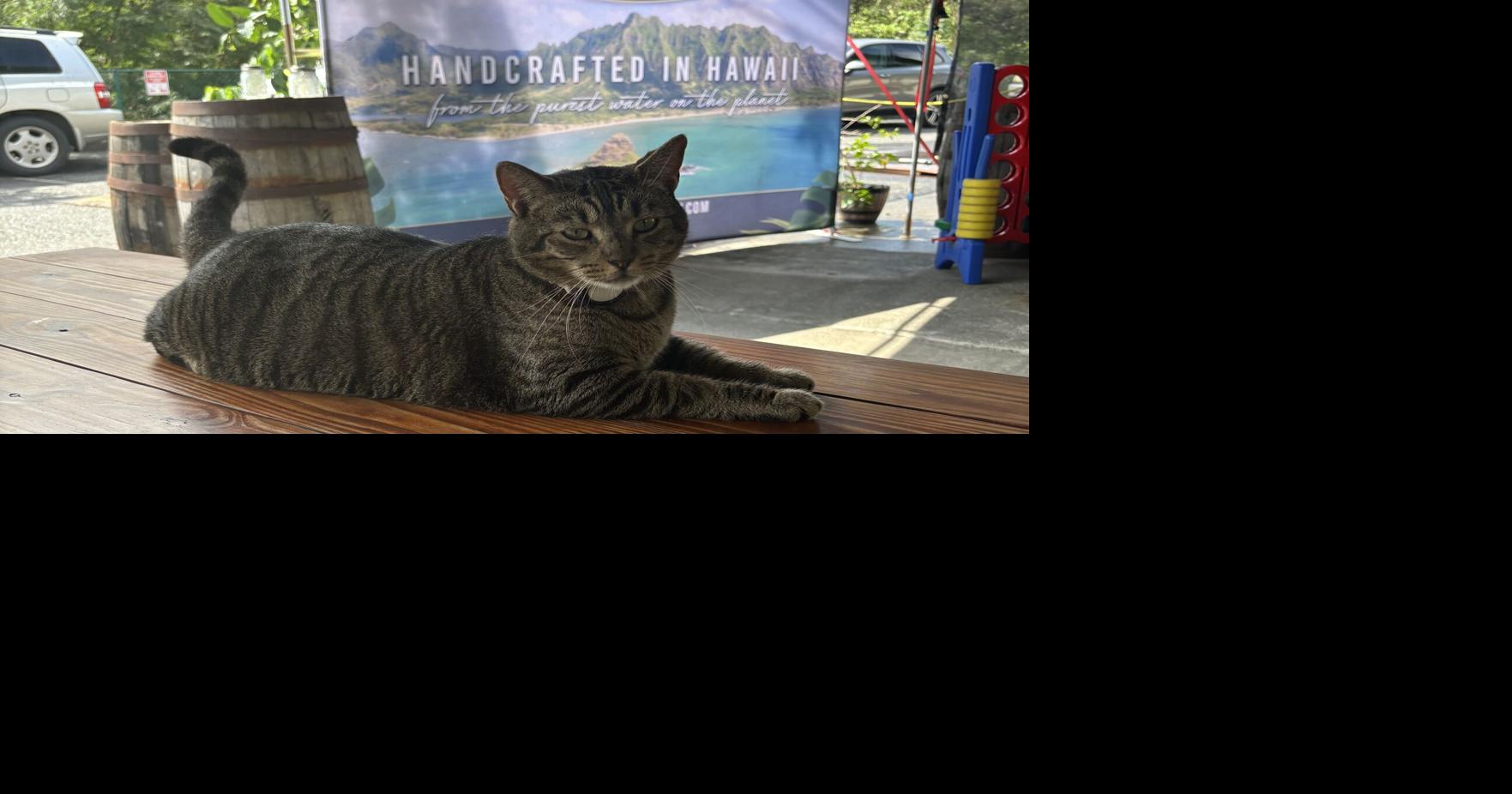 More animal abuse incidents involving cats at Kapa'a Quarry | News ...