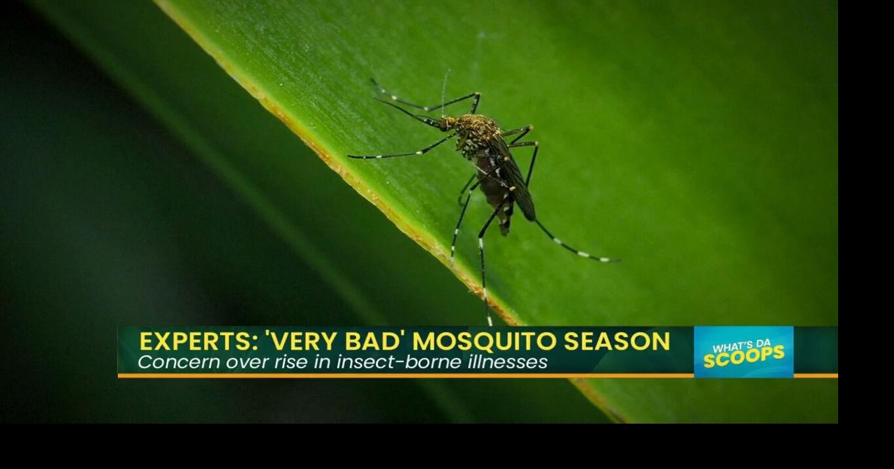 What's Da Scoops: Experts says it'll be a very bad mosquito season ...