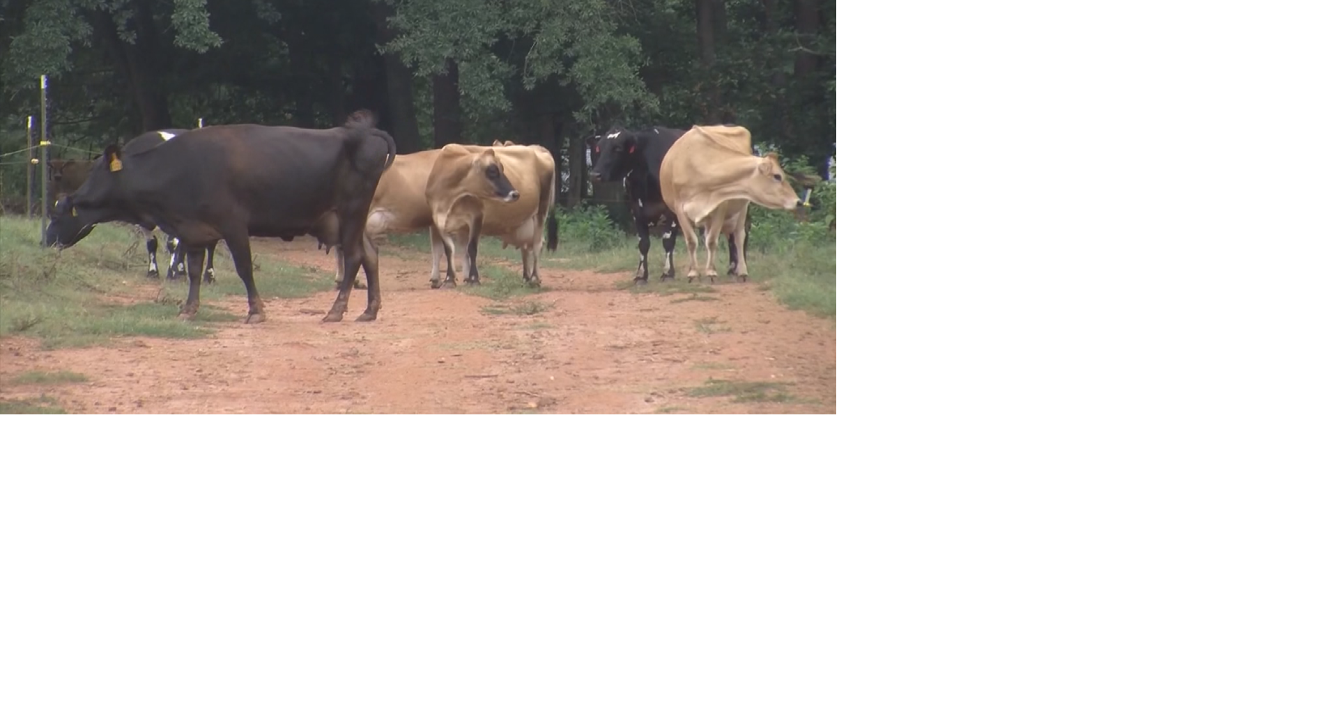 Hawaii Department of Agriculture restricts imports of cattle from HPAI ...