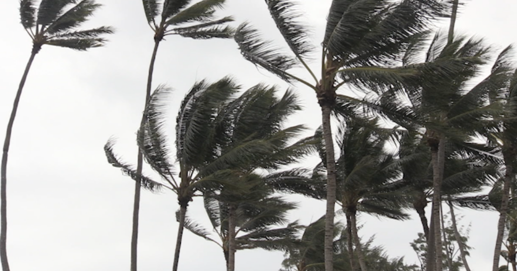 Windy weather alters Thanksgiving plans for some Hawaii families ...