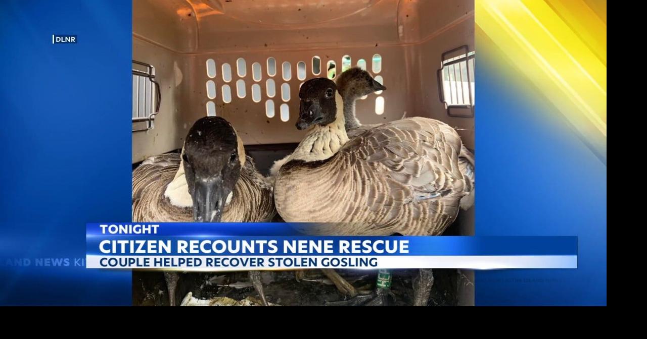 Big Island Good Samaritans recount rescue of Nene gosling | Video ...