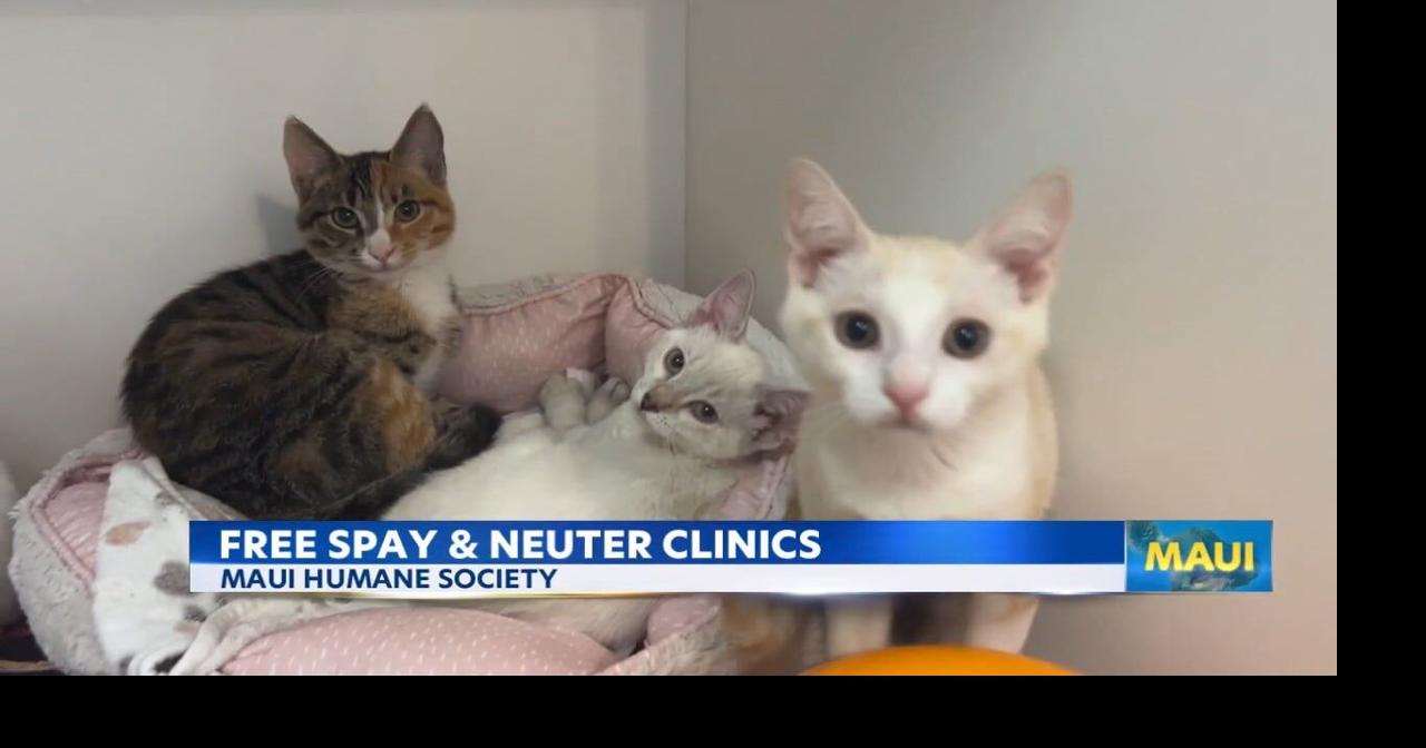 Free pet spay and neuter clinic coming to Maui this week | News | kitv.com