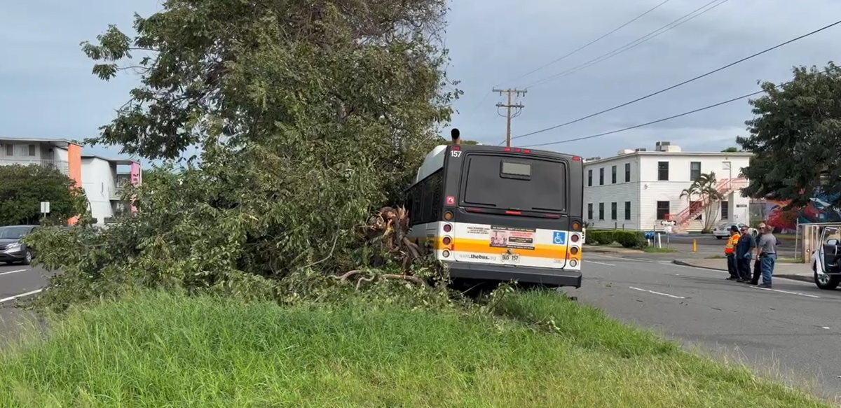 City bus driver dies from injuries after bus hits tree on North ...