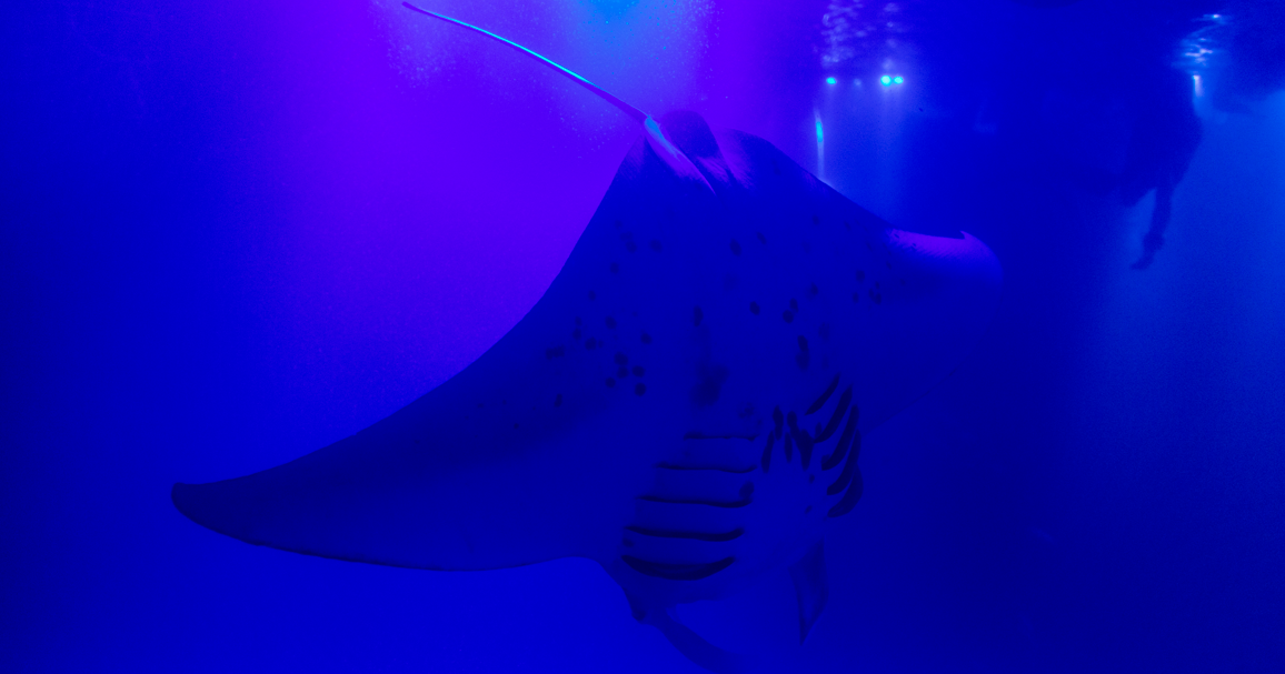 World Manta Day Celebrated In Hawaii | News | kitv.com