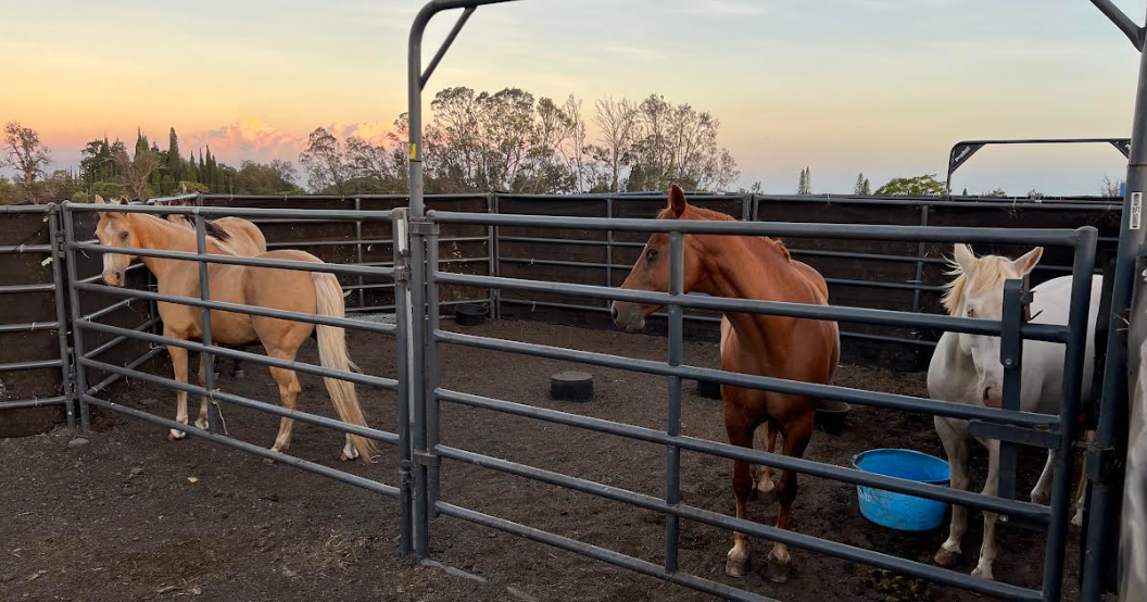 Oski Rice Arena housing animals during the wildfires | News | kitv.com