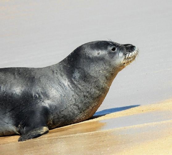NOAA identifies Hawaiian monk seal found dead in Nanakuli | News | kitv.com