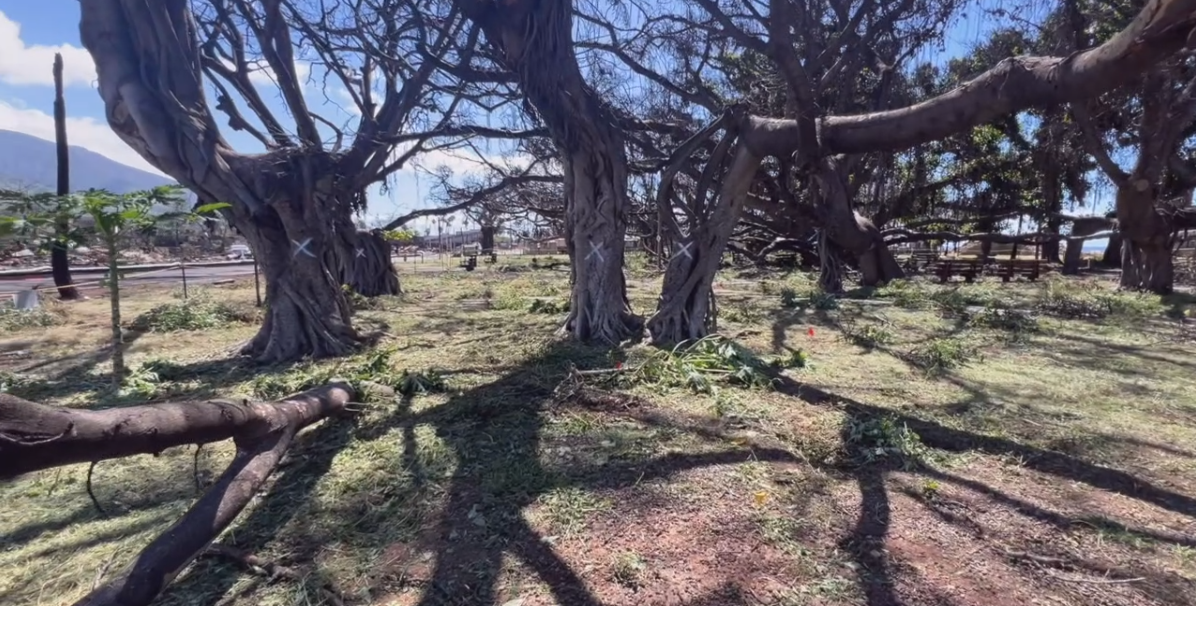Arborists begin critical trim of Lahaina's beloved banyan tree to spur ...