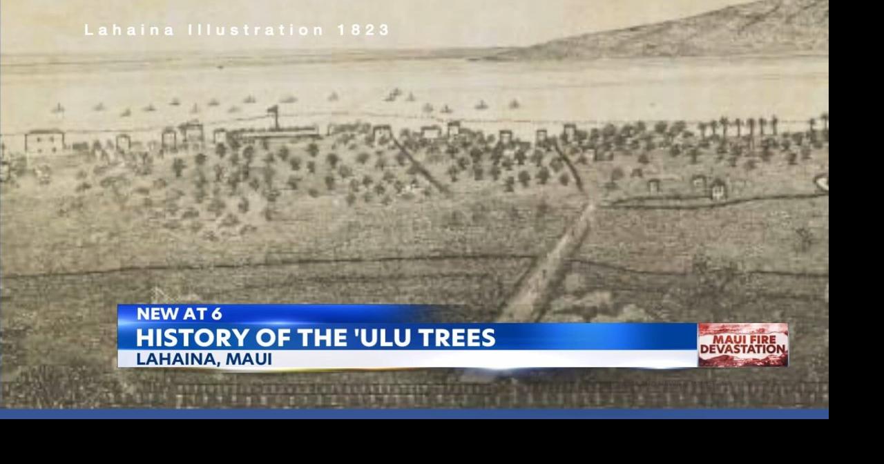 What happened to the historic 'ulu trees of Lahaina? | Devastation in Lahaina | kitv.com