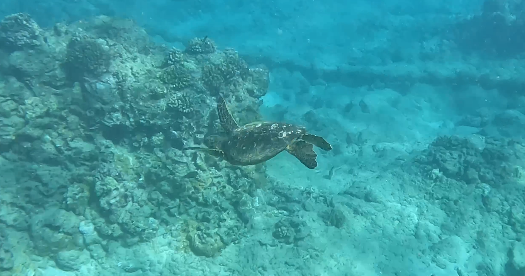 Bellows, other Oahu sites for overnight camping close ahead of turtle ...