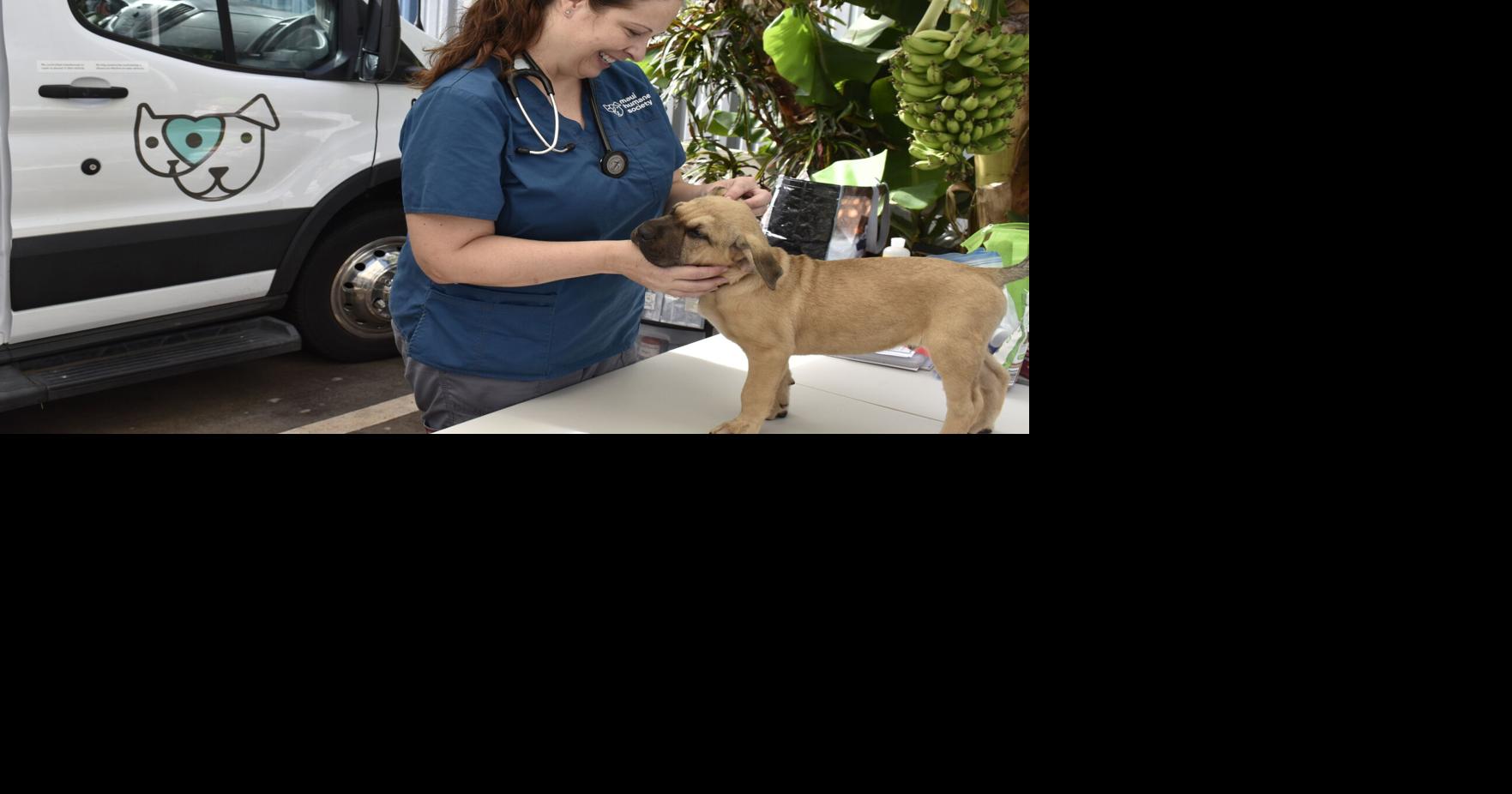 Maui Humane Society overwhelmed, dozens of pets missing after New Year ...