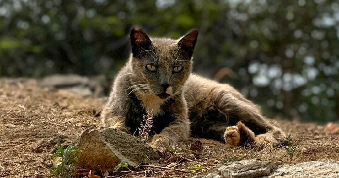 Several feral cats found dead on Oahu from possible poisoning | Crime ...