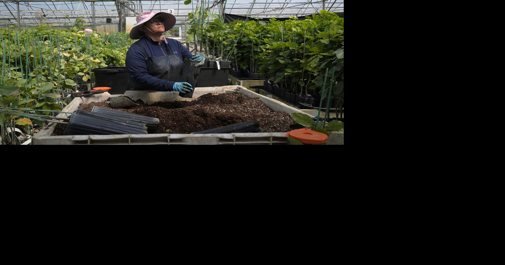 Pongamia Tree What to Know | | kitv.com