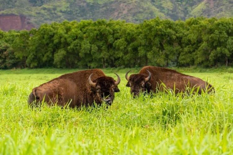 Famous New York architect, family purchase more than 200-acre Hanalei ...