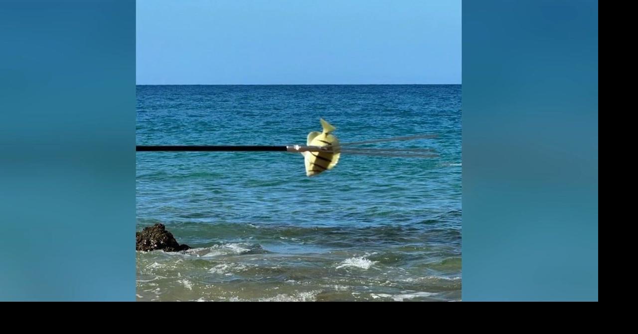 Picture of a speared manini sparks debate over whether it was ...
