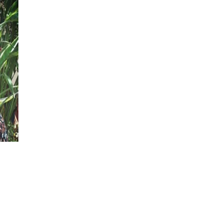 Legendary Hawaii sportscaster Don Robbs dies | Business | kitv.com