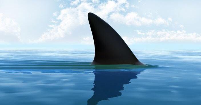 Shark warning signs posted at Chuns Beach after “aggressive” shark spotted | Local | kitv.com