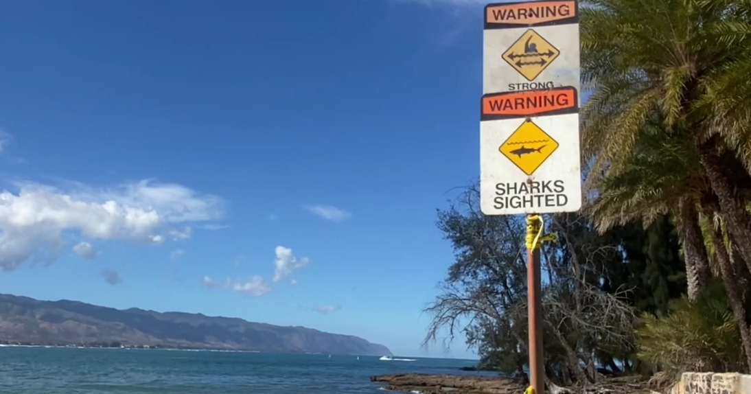 Warning signs posted after 6-7 ft. Tiger Shark seen at Waimea Bay | Local | kitv.com