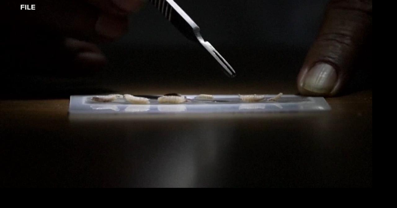 Screw-worm fly spreading in West Texas, livestock at risk | News | kitv.com