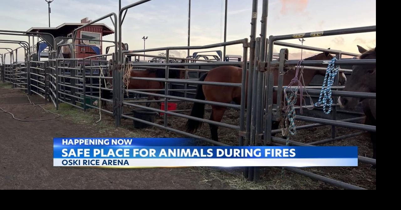 Oski Rice Arena taking in animals who need a shelter during the ...