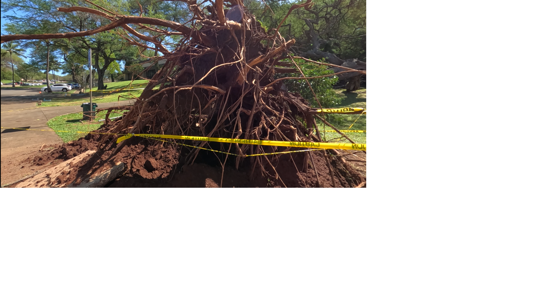 Oahu city crews clear dozens of downed trees after severe storm | News ...
