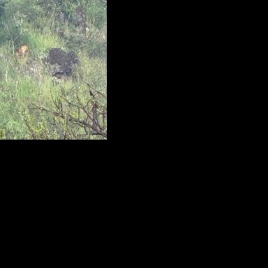 Potentially dangerous wild animal reportedly spotted around the UH ...