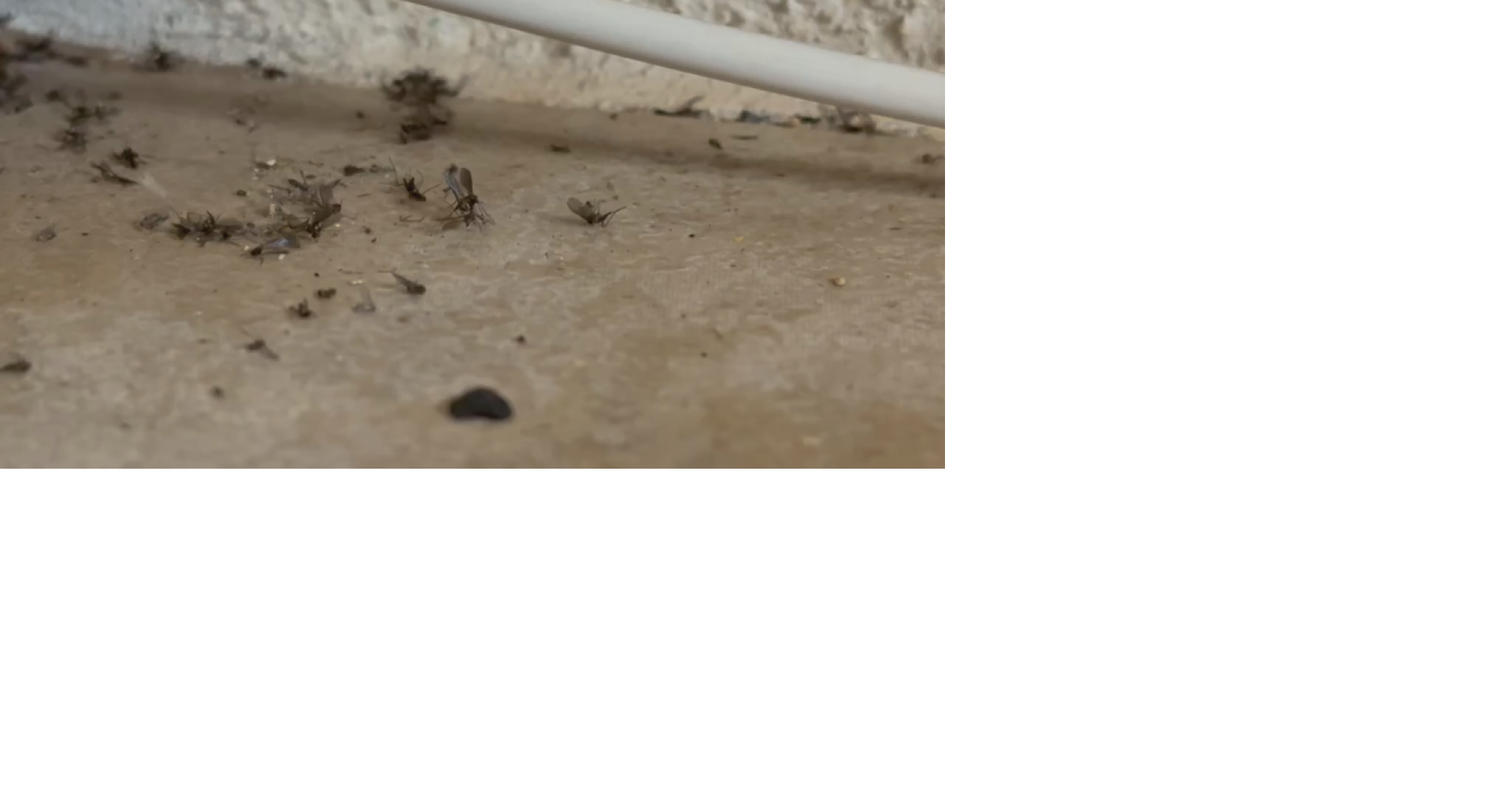 Gnats swarm areas of the island after storm | News | kitv.com