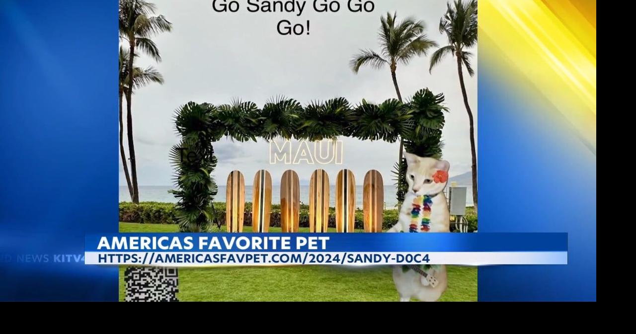 Maui cat is up for "Americas Favorite Pet" and you can help vote for ...