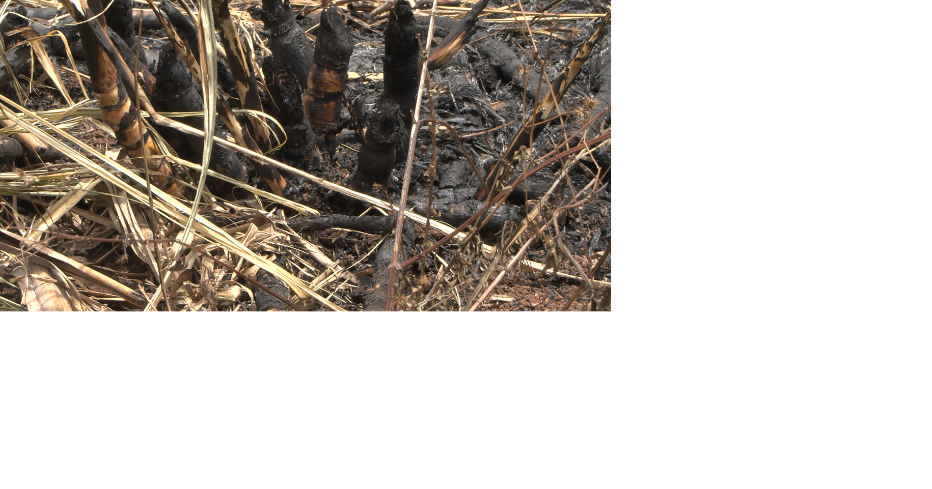 Kunia community on high alert after alleged arsonist posts bail | News ...