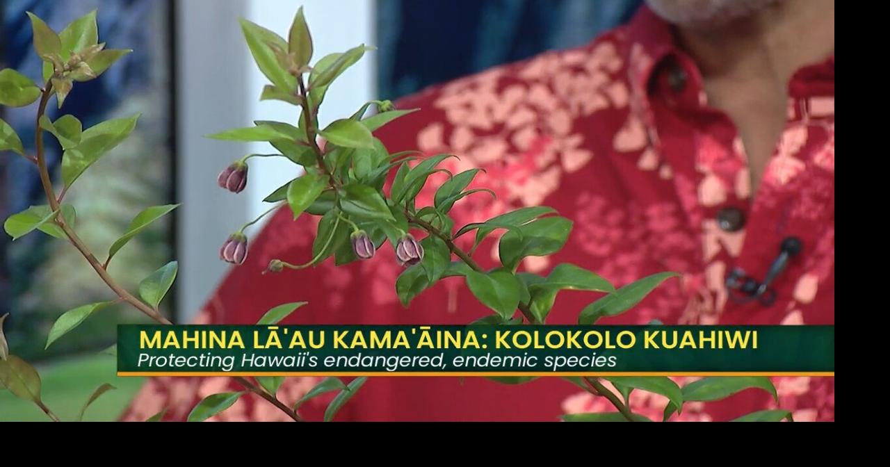 Mahina Lāʻau Kamaʻāina: Kolokolo Kuahiwi | Video | kitv.com