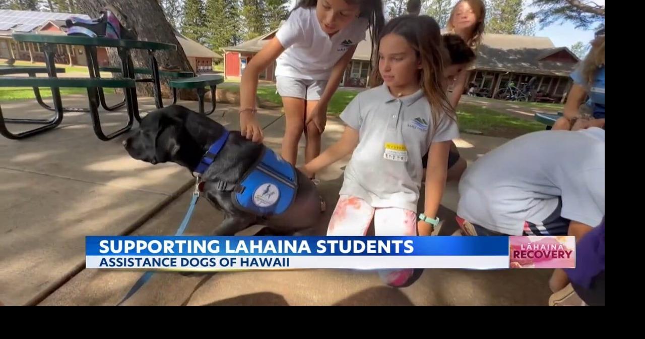 Therapy Dogs Support Lahaina School Kids & Others on Maui | News | kitv.com