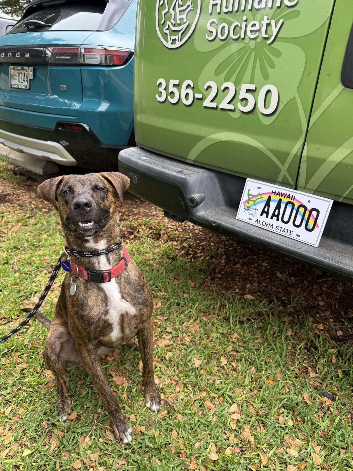 New pet decals support Oahu's animals and Hawaiian Humane Society ...