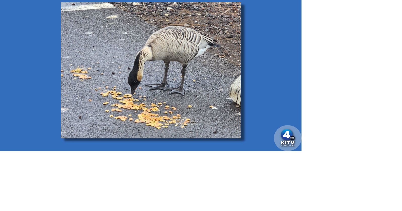 DLNR Chair meets with Big Island feral cat advocates, after nene-cat ...