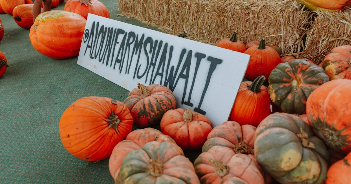 Aloun Farms Pumpkin Fall Festival This October and November | | kitv.com