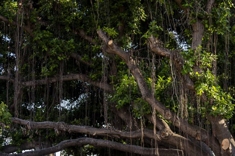 Lahaina's Iconic Banyan tree recovering a year after the fire | | kitv.com