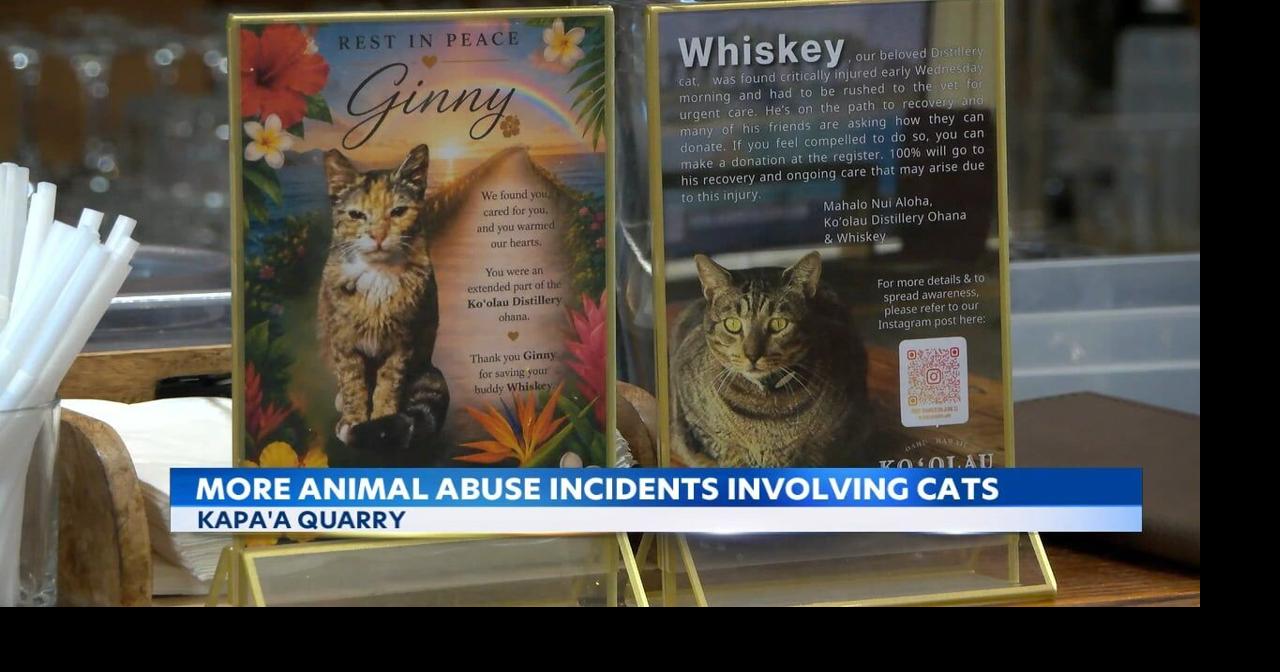 More animal abuse incidents involving cats at Kapa'a Quarry | News ...