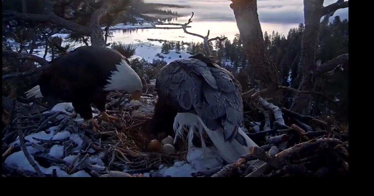 Big Bear eagle cam captures Jackie laying a new egg | News | kitv.com