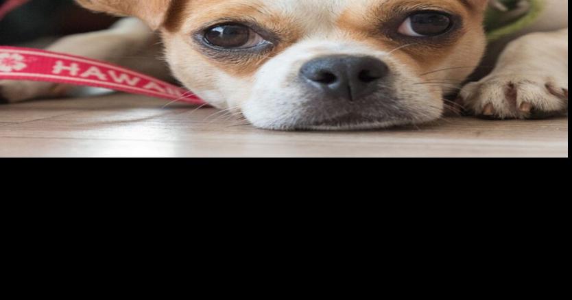 Hawaii Humane Society offering discounted adoptions for Memorial Day ...