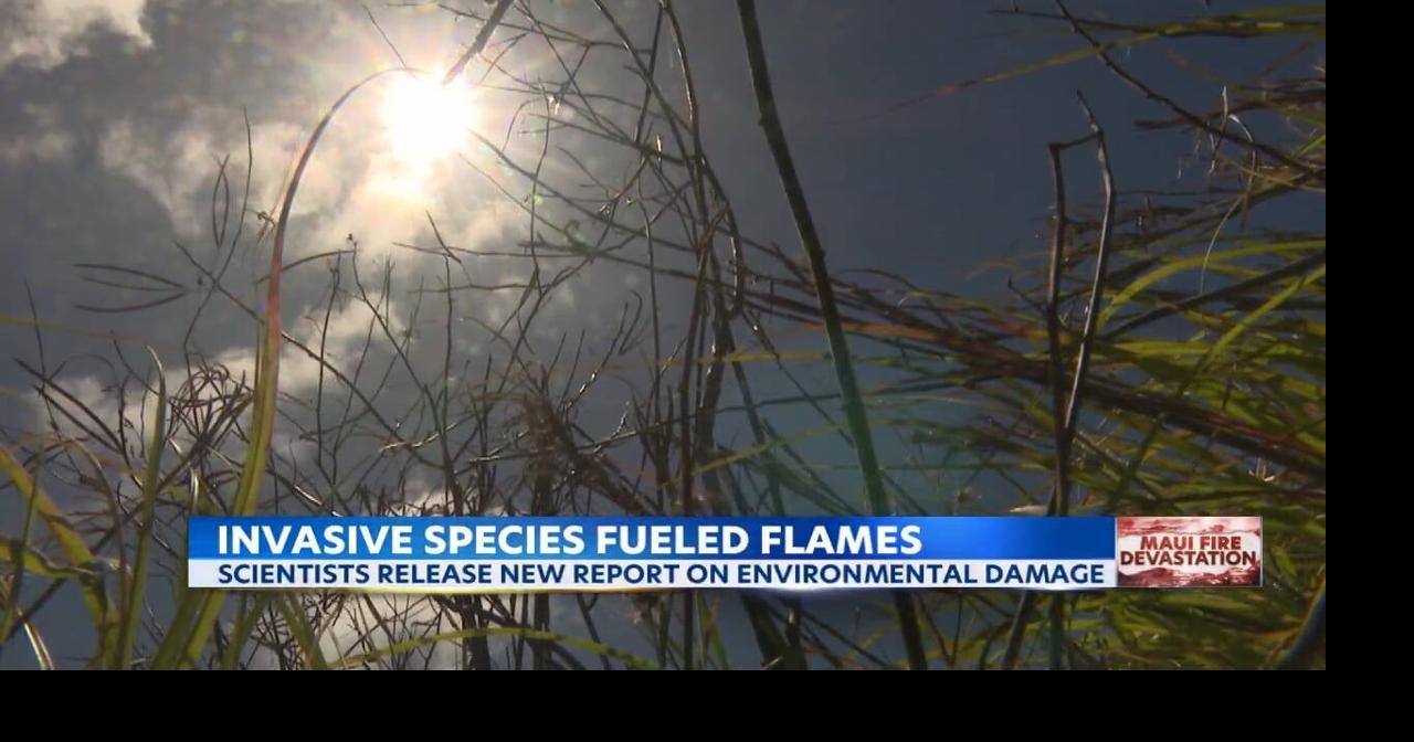 Invasive grass suspected to worsen Lahaina fire's fury | News | kitv.com