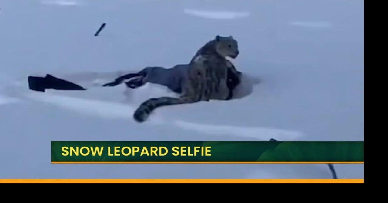 Tourist vs. Snow Leopard: A Selfie Turns Into a Nightmare | Island Life ...