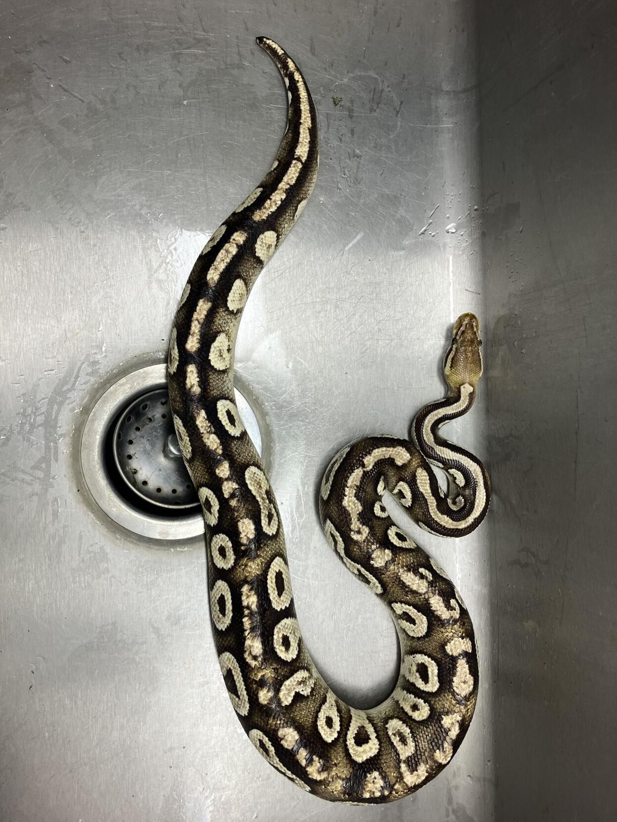 Non-venomous ball python found in Kaimuki backyard | Local | kitv.com