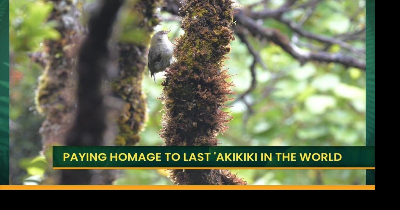 Obsessed & Impressed: The Last 'Akikiki | Island Life Live | kitv.com