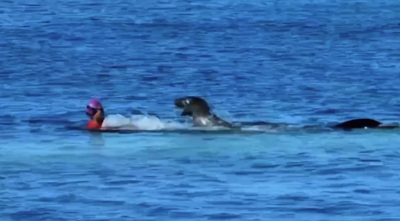 do seals bite swimmers