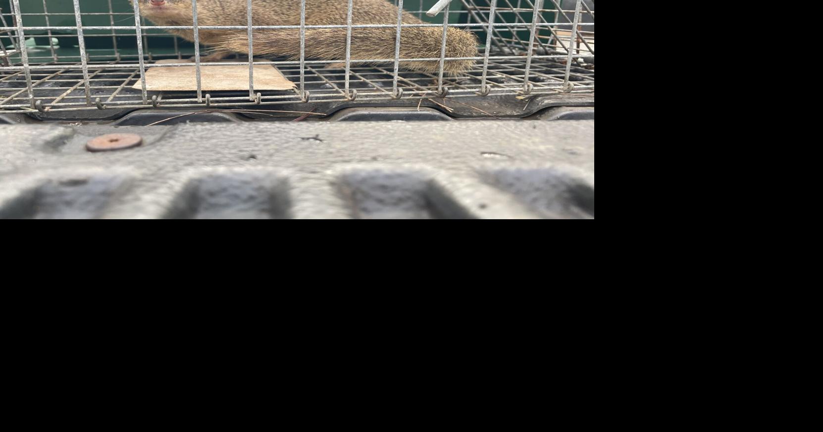 Invasive mongoose captured at Lihue harbor | News | kitv.com