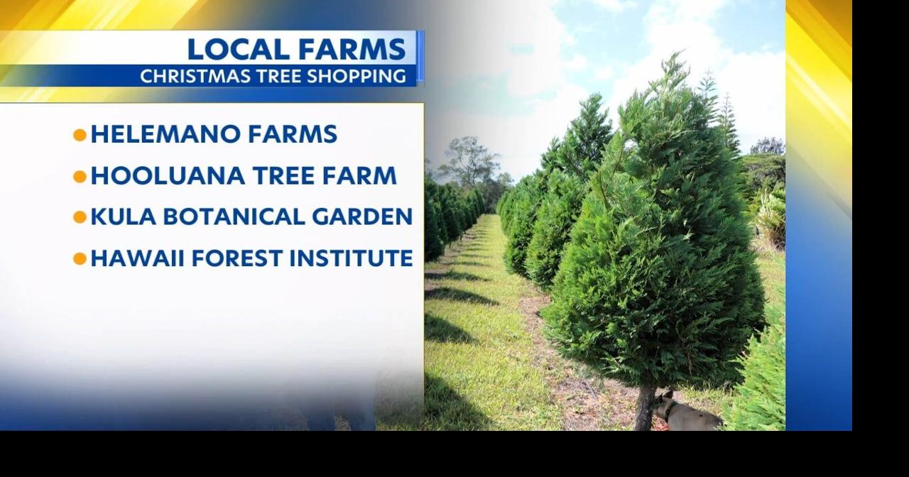 Hawaii Christmas tree farms and lots open for the holidays | Video ...