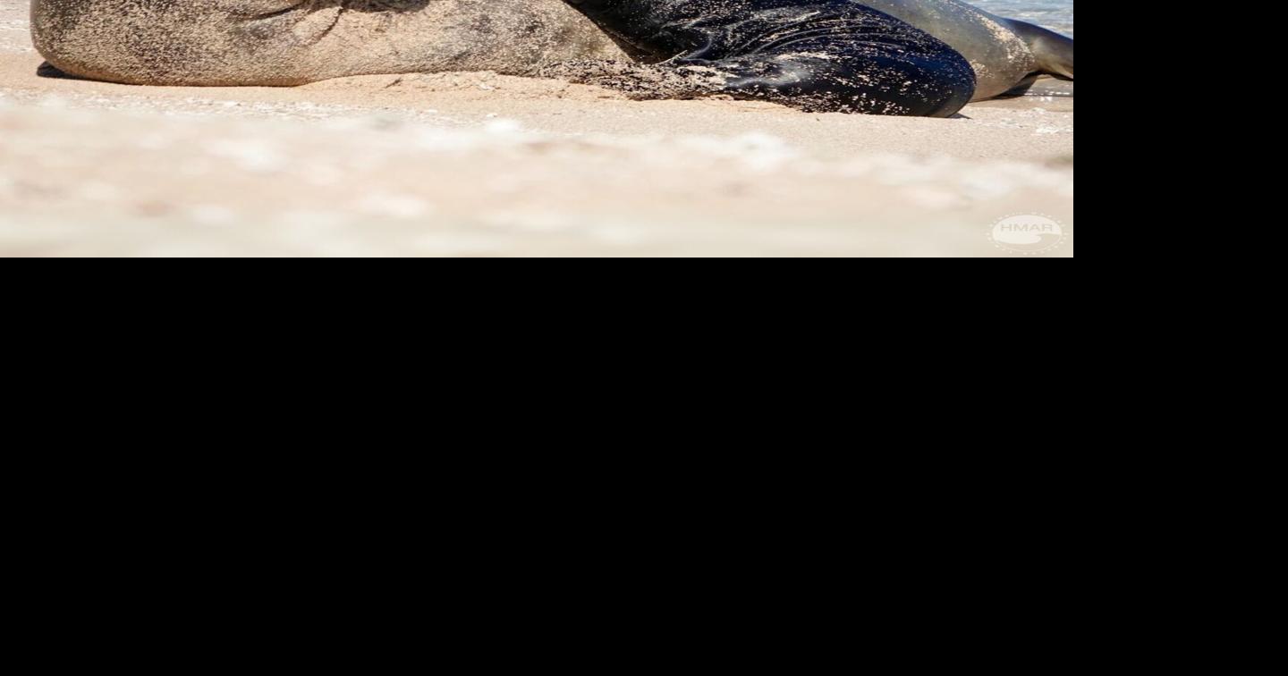 Meet ‘Umi’umi: Oahu welcomes new monk seal pup on east side | Local ...