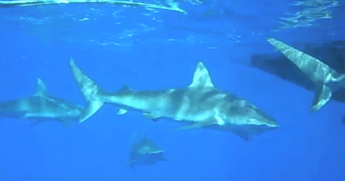 Oahu killer shark attack the 9th fatality since 1995 | News | kitv.com