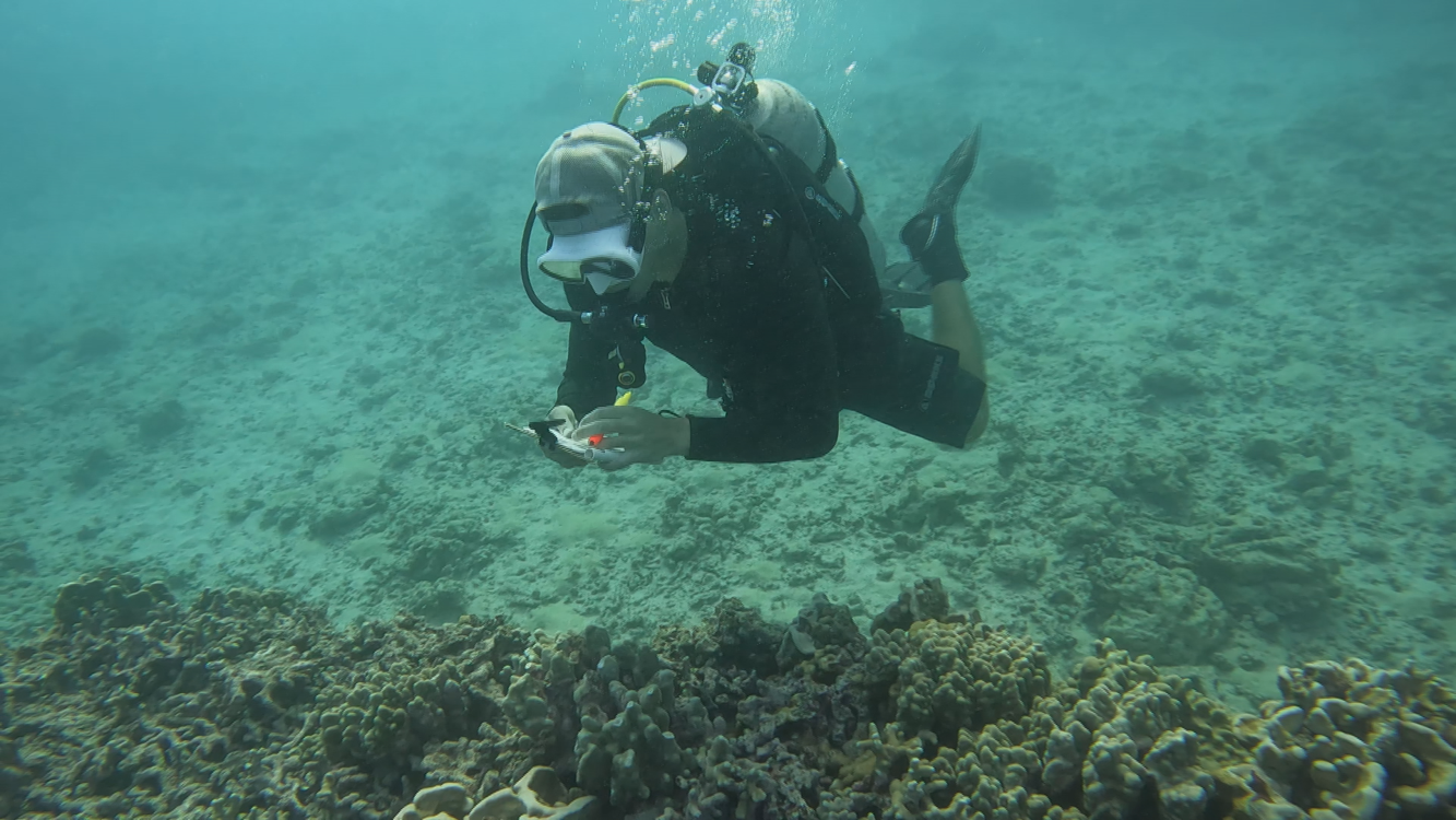 Island News dives deep with Hawaii Kai non-profit bringing coral reefs ...