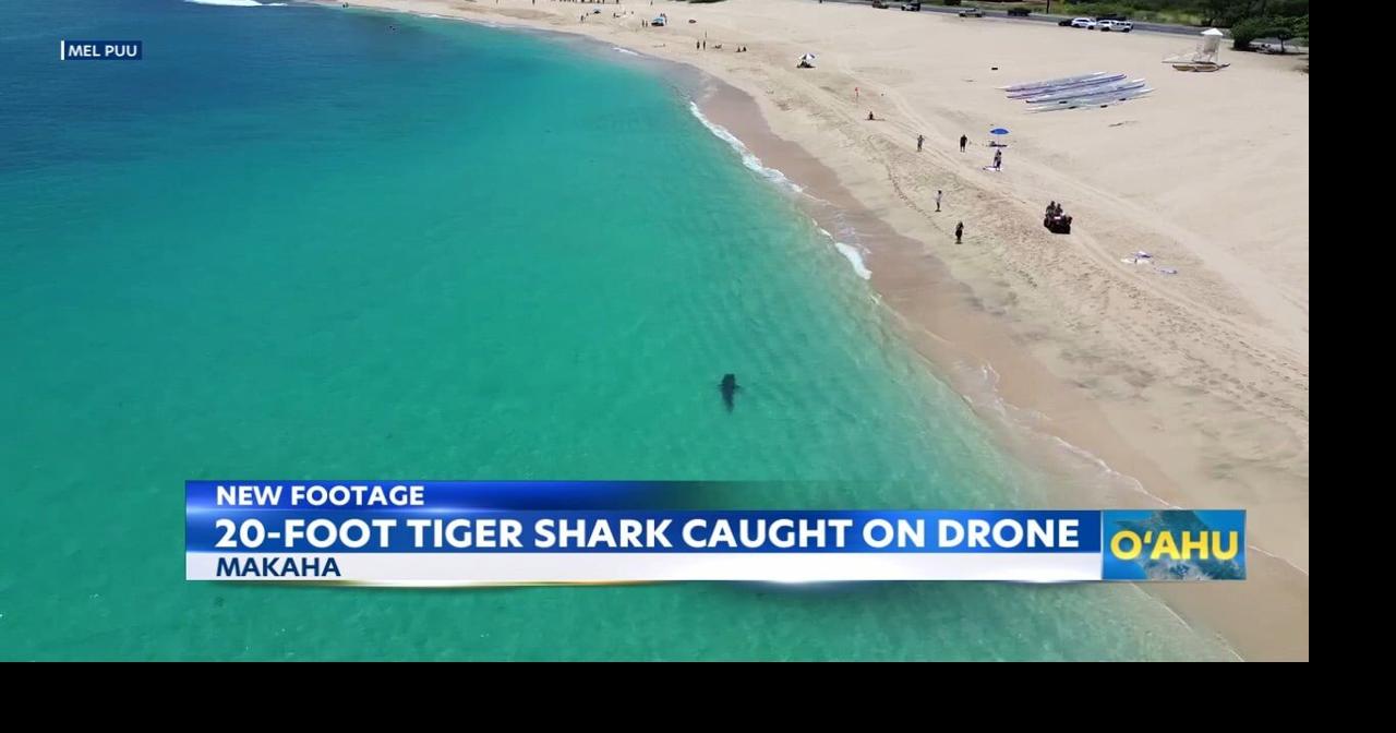 20-foot tiger shark lurking near Makaha waters | News | kitv.com