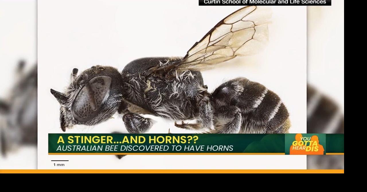 A Demon Bee With Horns Is Found In The Pacific | Island Life Live ...