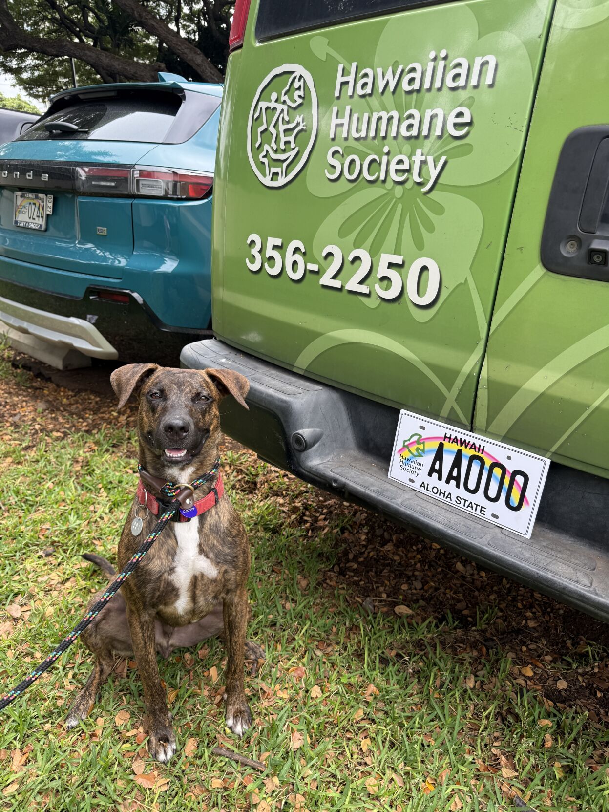 New pet decals support Oahu's animals and Hawaiian Humane Society ...